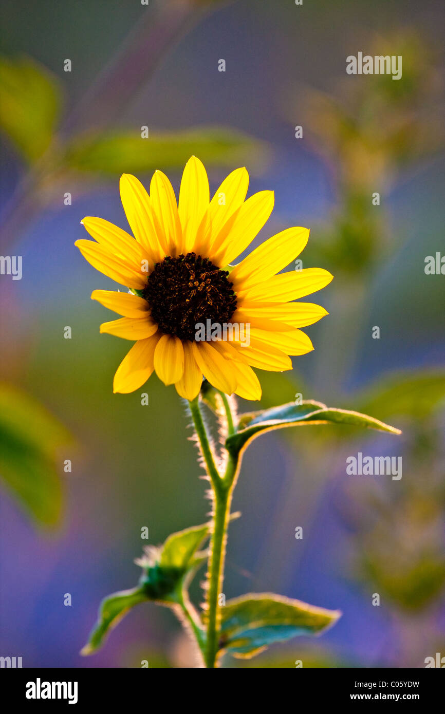 Back Of Sunflower High Resolution Stock Photography and Images - Alamy