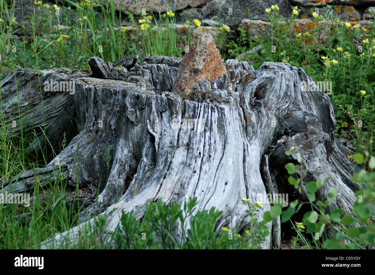 dead tree branch Stock Photo - Alamy