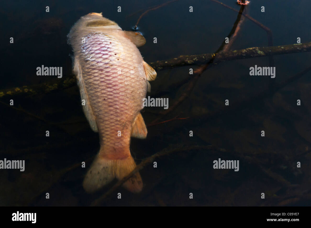 Dead Carp floating in a lake Stock Photo - Alamy