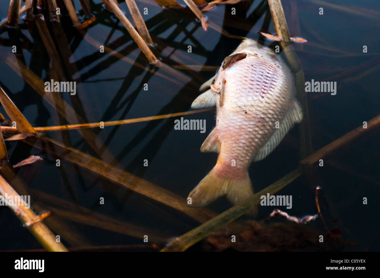 Dead Carp floating in a lake Stock Photo - Alamy