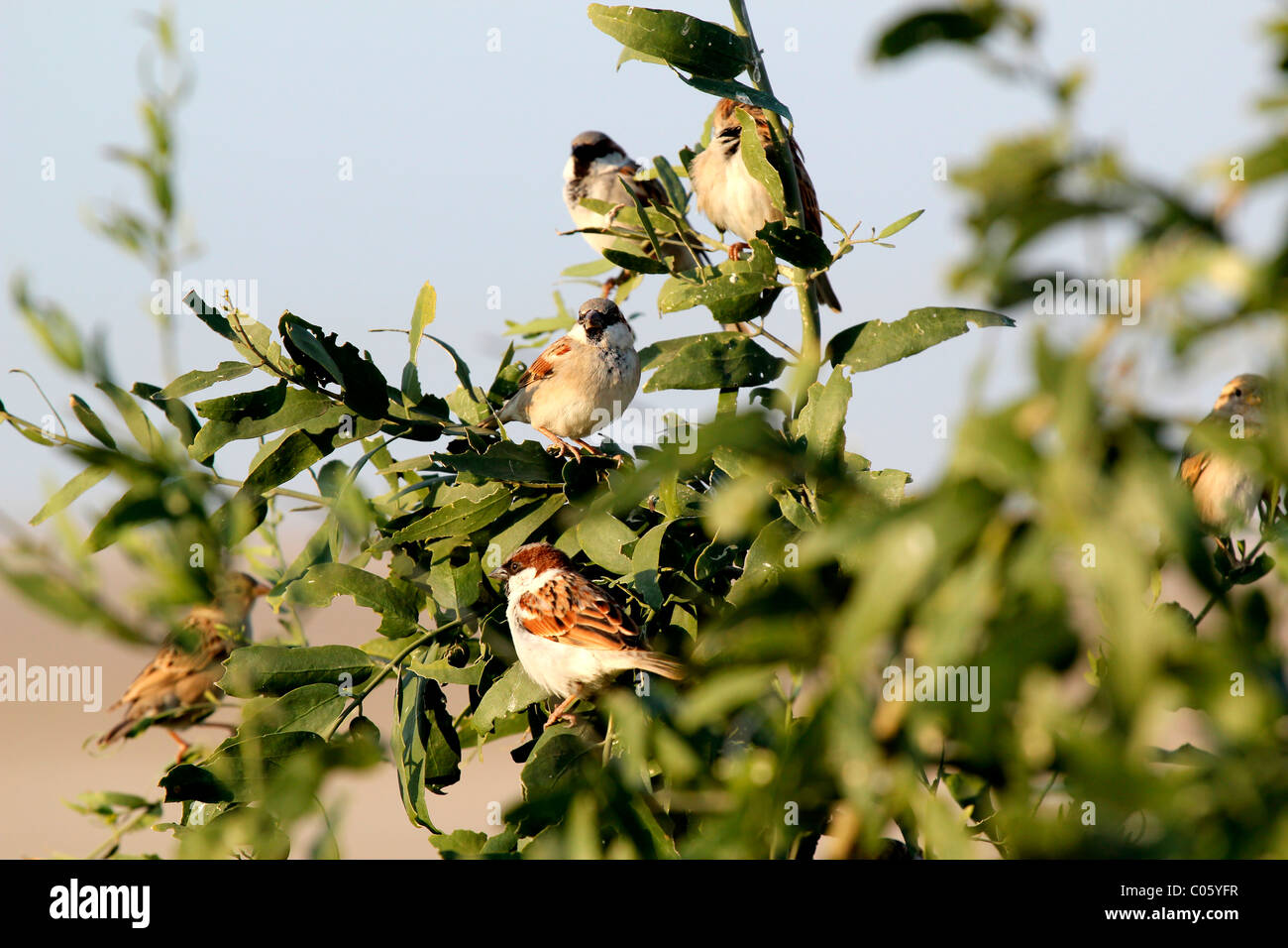 Indian sparrows hi-res stock photography and images - Alamy
