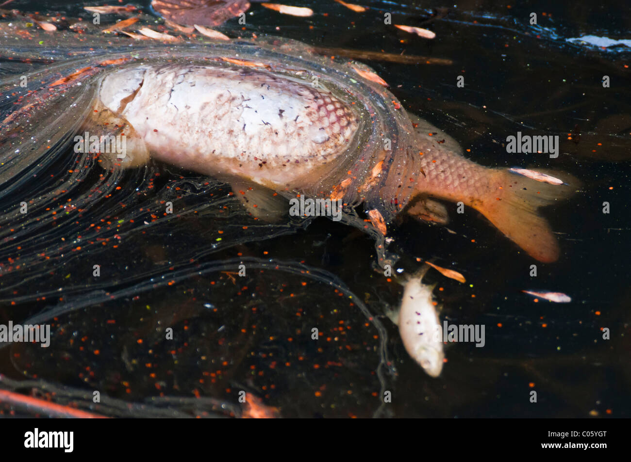 Dead Carp floating in a lake Stock Photo - Alamy