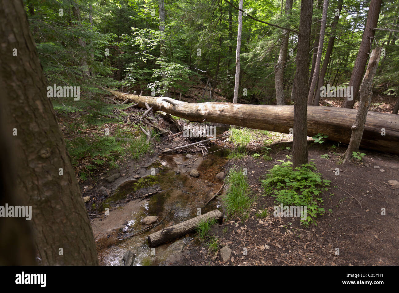Natural Bridge across a small stream. A large tree log creates a fine ...
