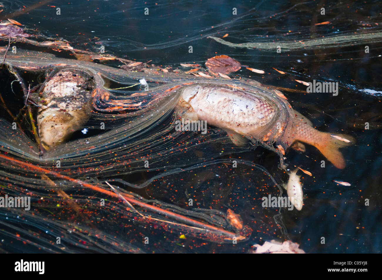 Dead Carp floating in a lake Stock Photo - Alamy