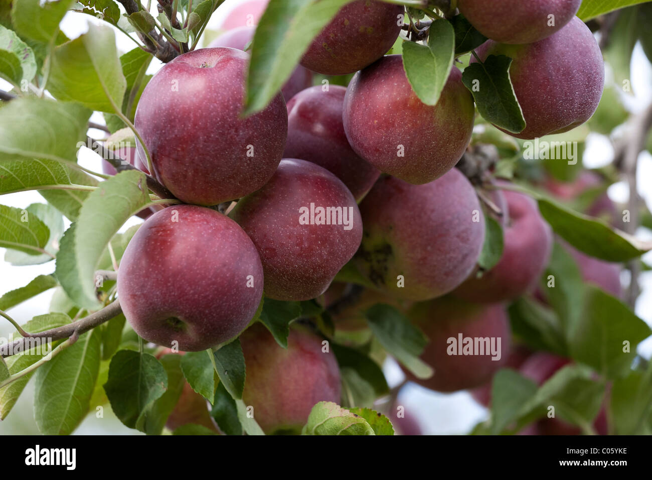 Fresh Tree Ripened Apples with leaves. A cluster of bright red apples ...