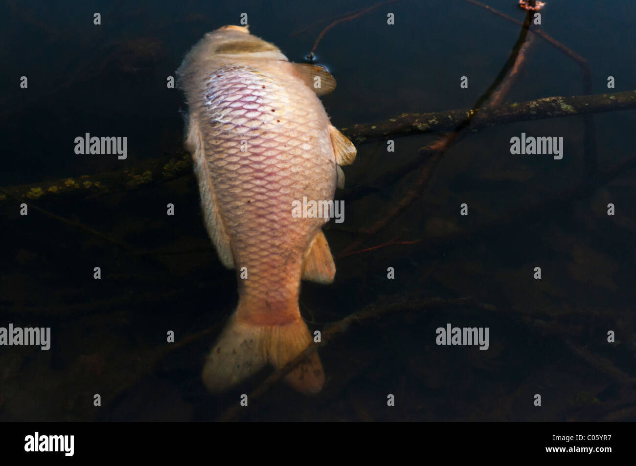 Dead fish in polluted lake hi-res stock photography and images - Alamy