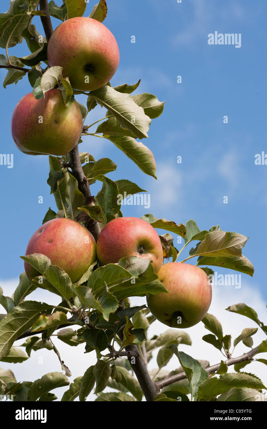 Spy apple hi-res stock photography and images - Alamy