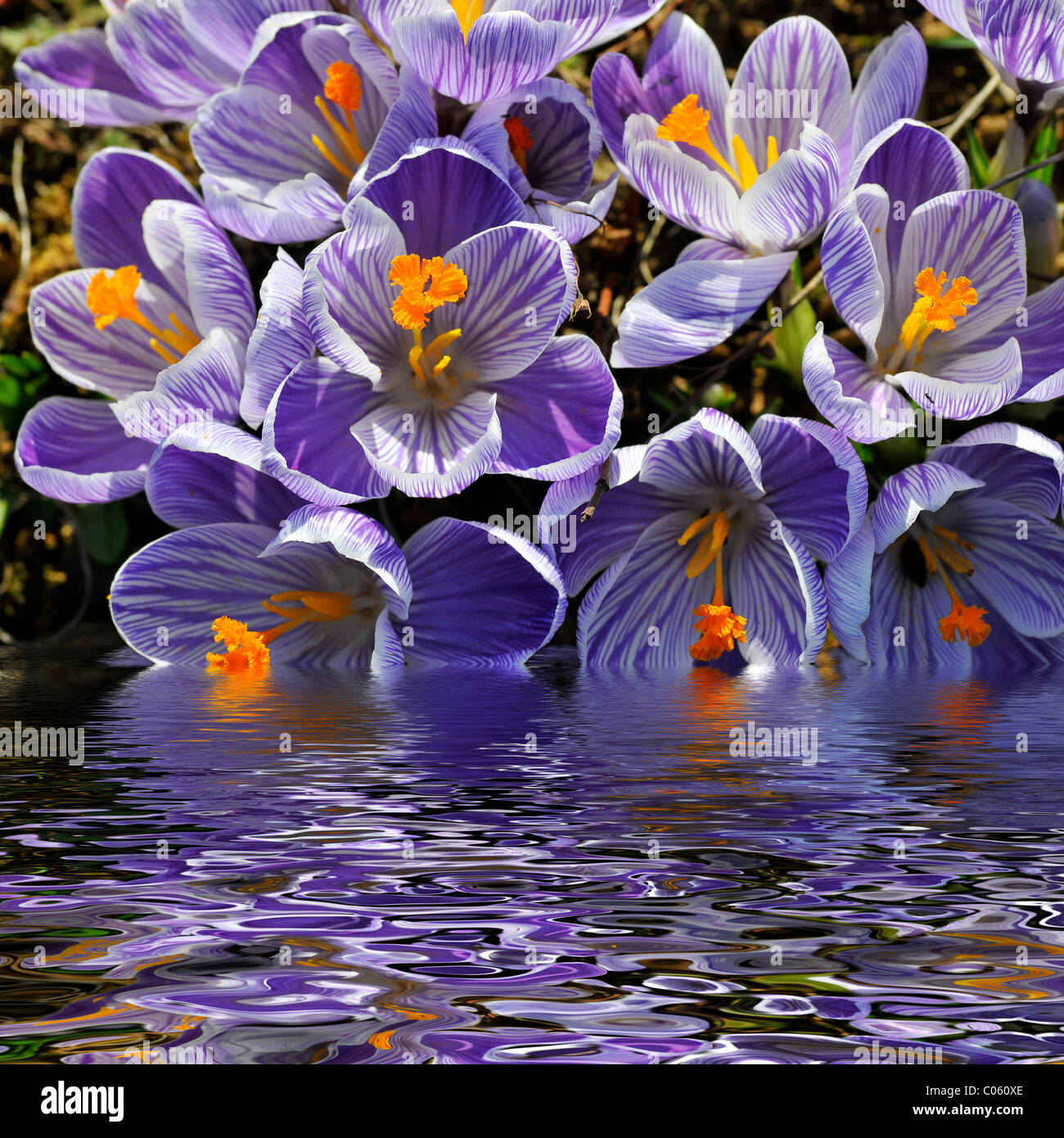 Closeup blue and red crocus above the water, digital effect Stock Photo ...