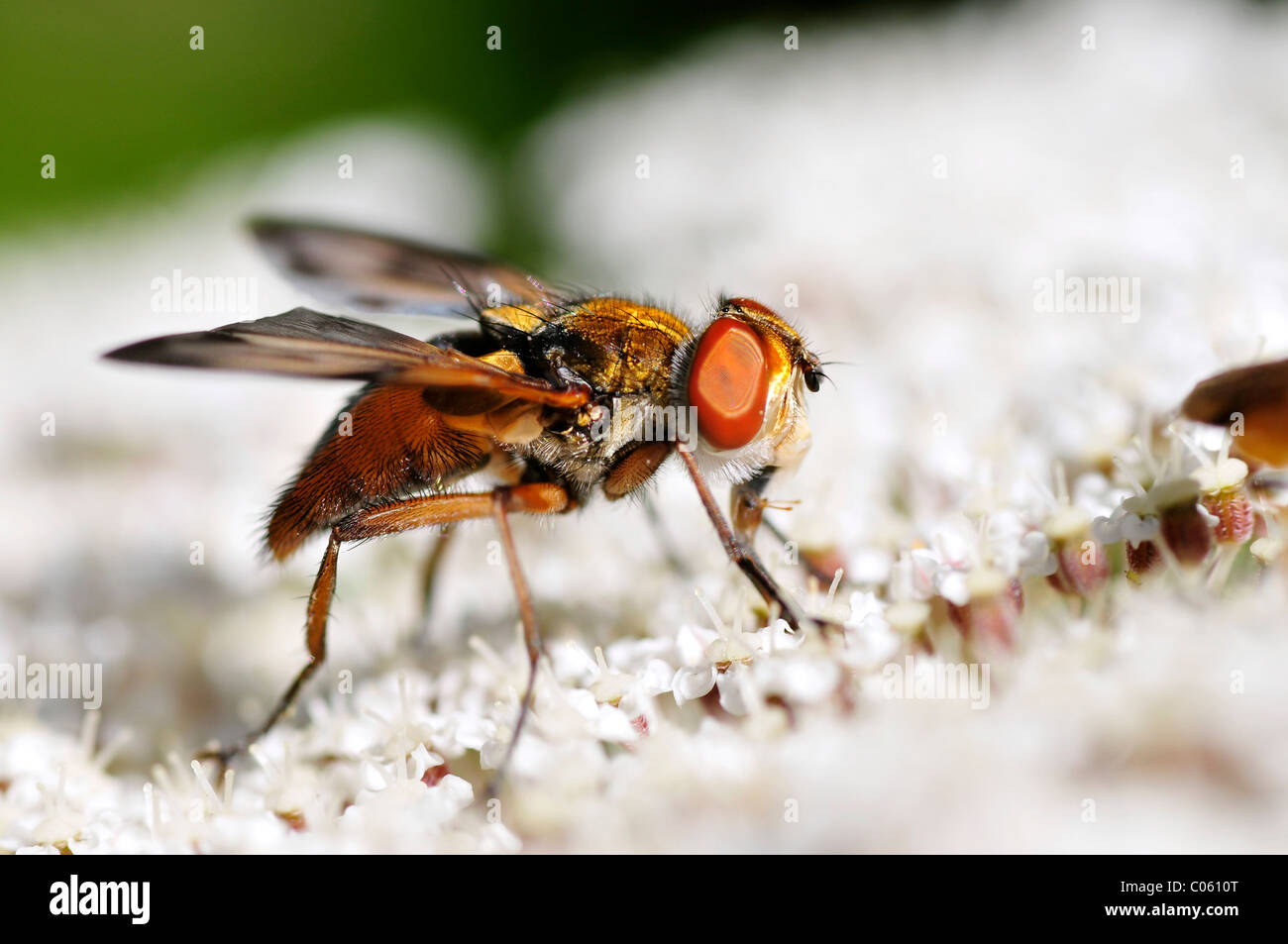 Profile of an insect hi-res stock photography and images - Alamy