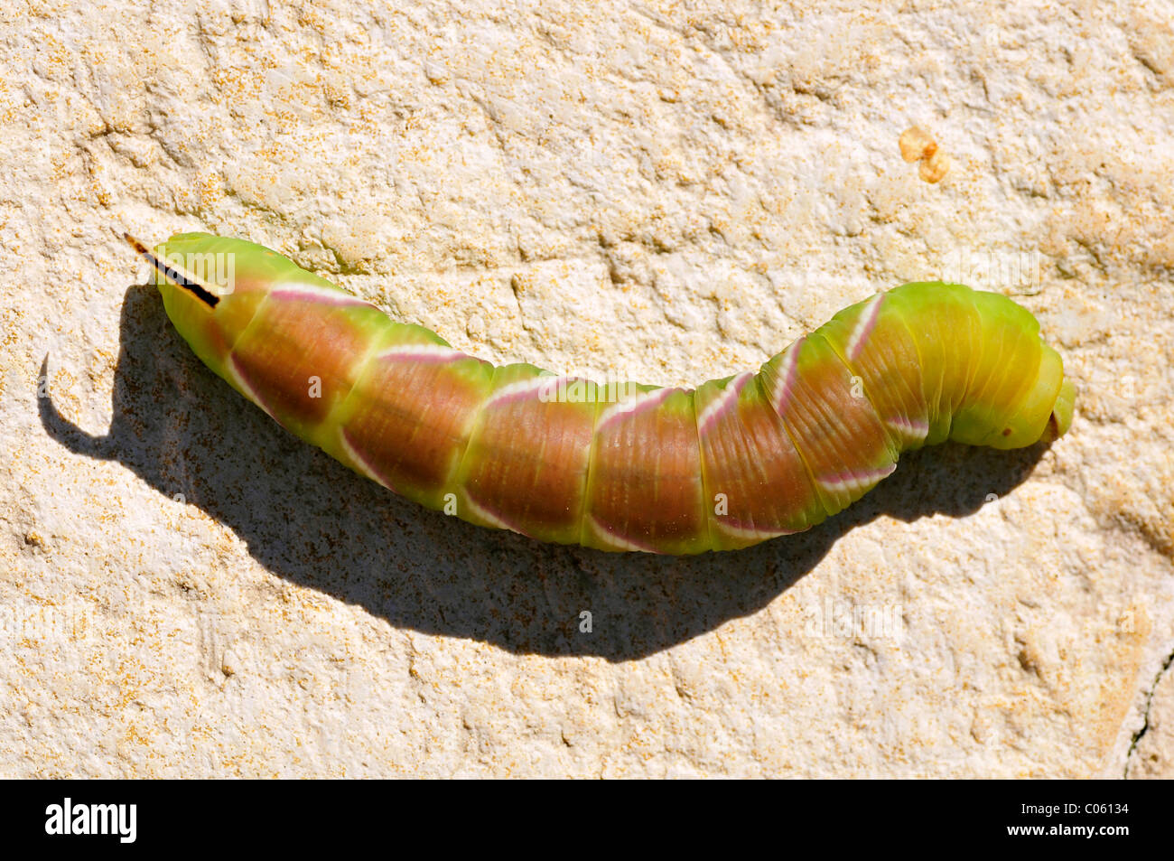Sphinx moth caterpillar hi-res stock photography and images - Alamy