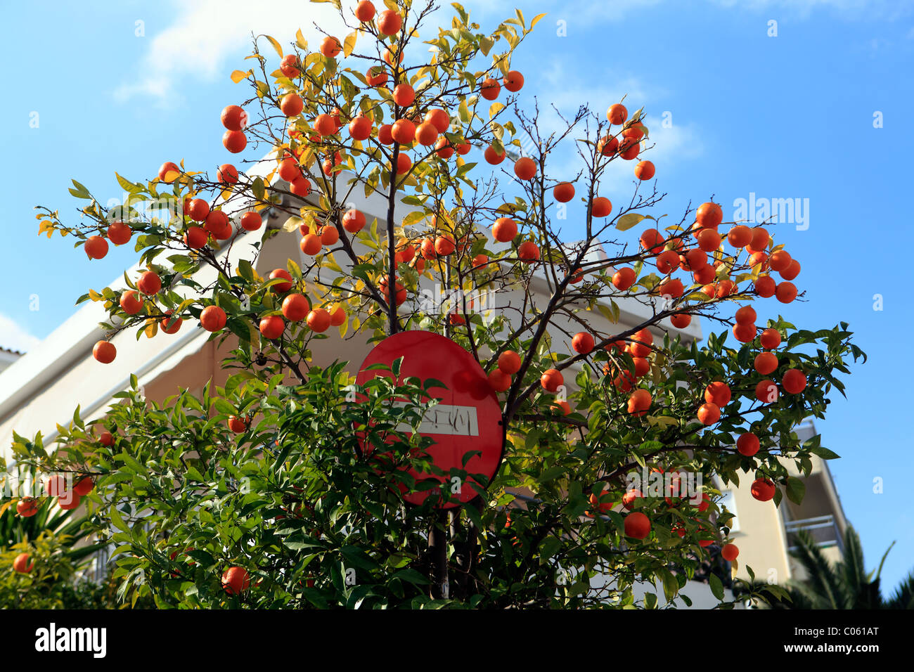 europe greece athens a stop sign overgrown with oranges Stock Photo - Alamy