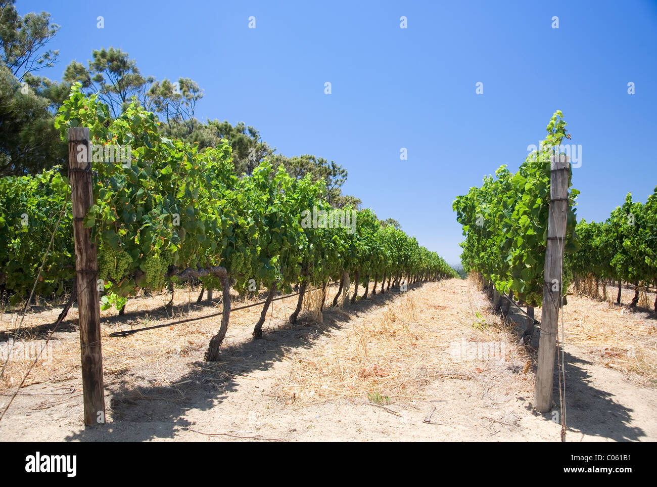 Steenberg farm hi-res stock photography and images - Alamy
