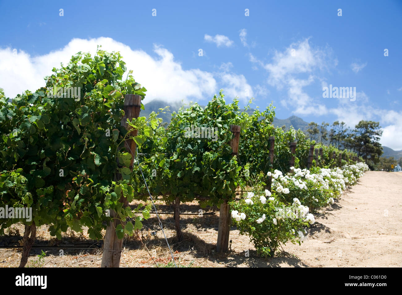 Vines on Steenberg wine estate in Constantia Stock Photo - Alamy