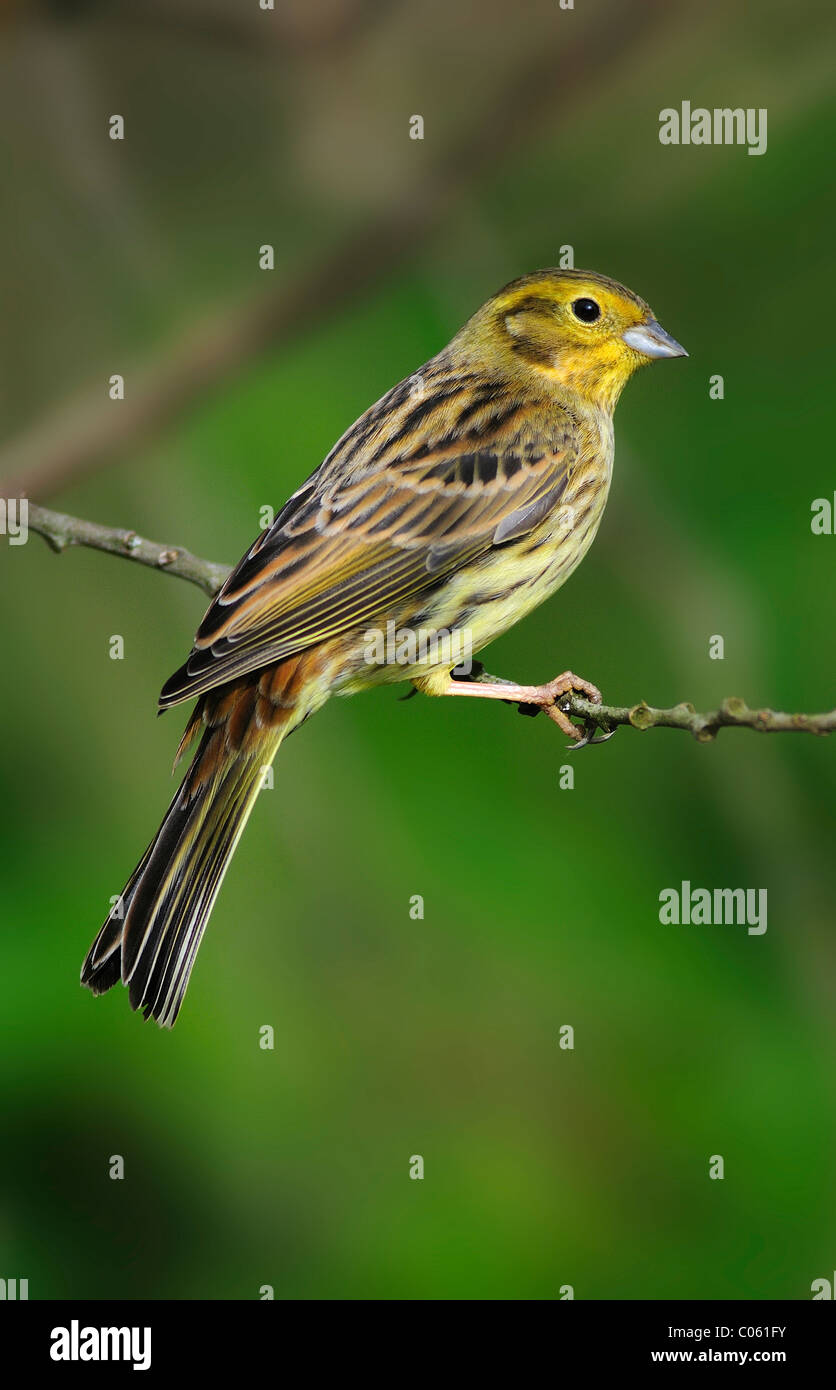 Female Yellowhammer High Resolution Stock Photography and Images - Alamy