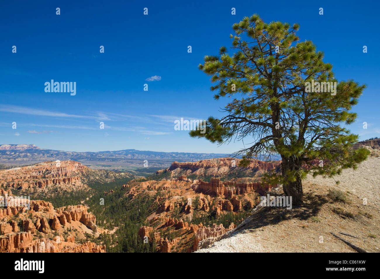 Pine tree filled Bryce Canyon and Bryce Amphitheater, with lots of ...