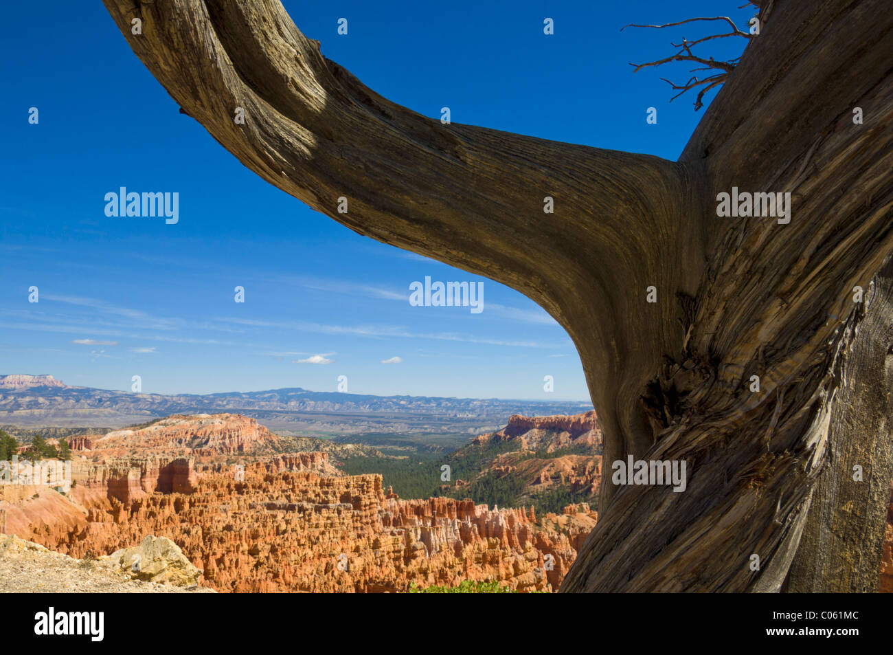 Pine tree filled Bryce Canyon and Bryce Amphitheater, with lots of ...