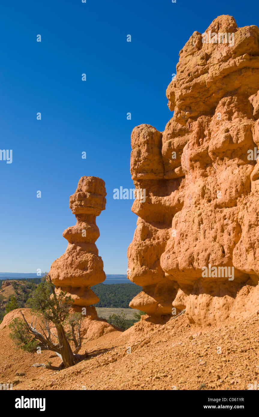 Limestone sedimentary rock pipe of Claron formation, Pink Ledges Trail ...