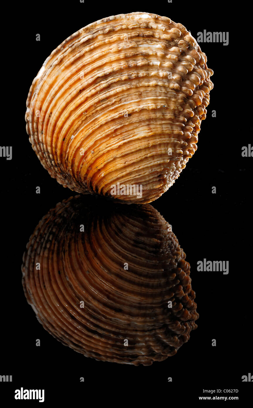 Venus clam shell hi-res stock photography and images - Alamy