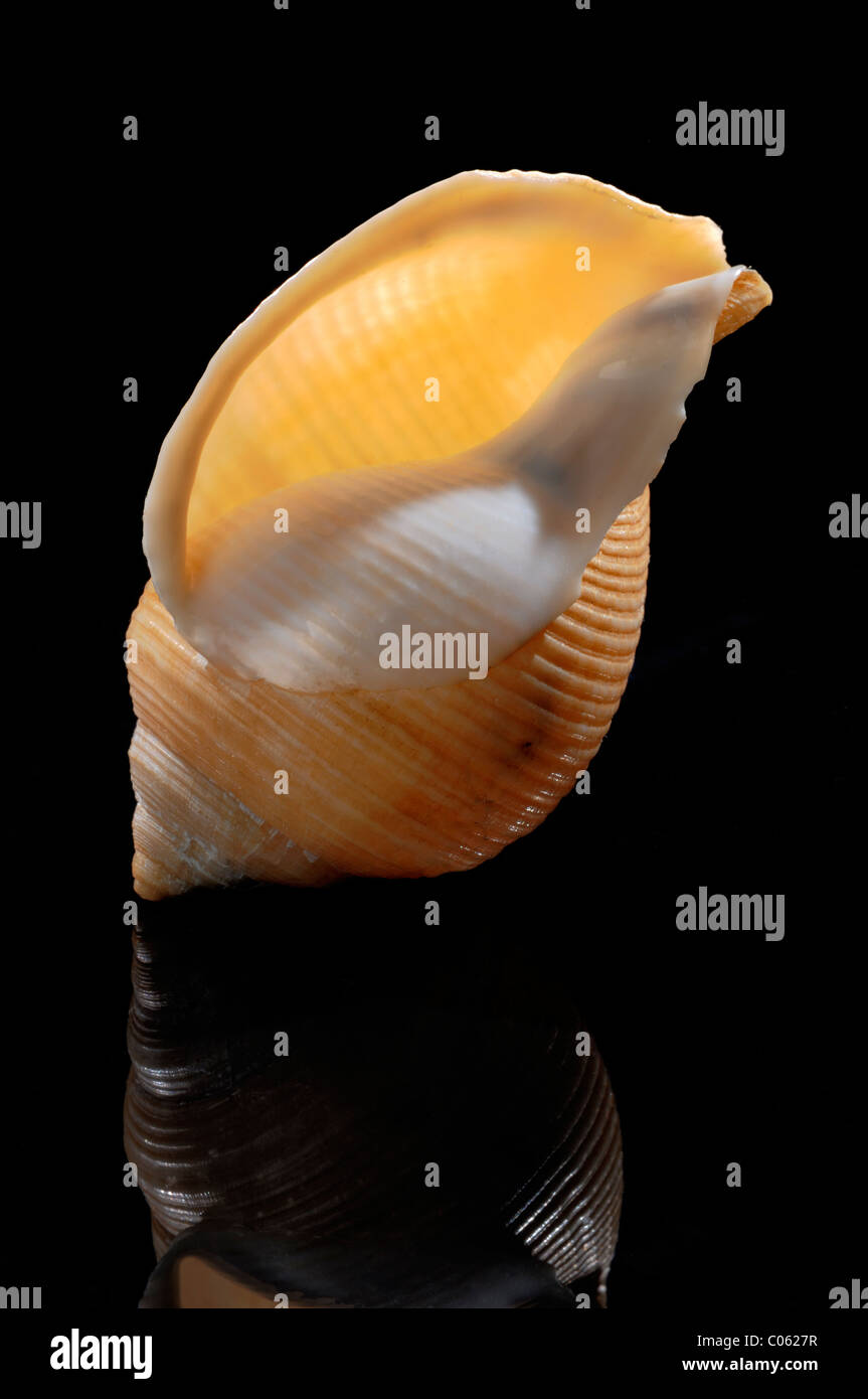 Shell globose, solid oval, ending in a pointed apex. Areas covered with ...