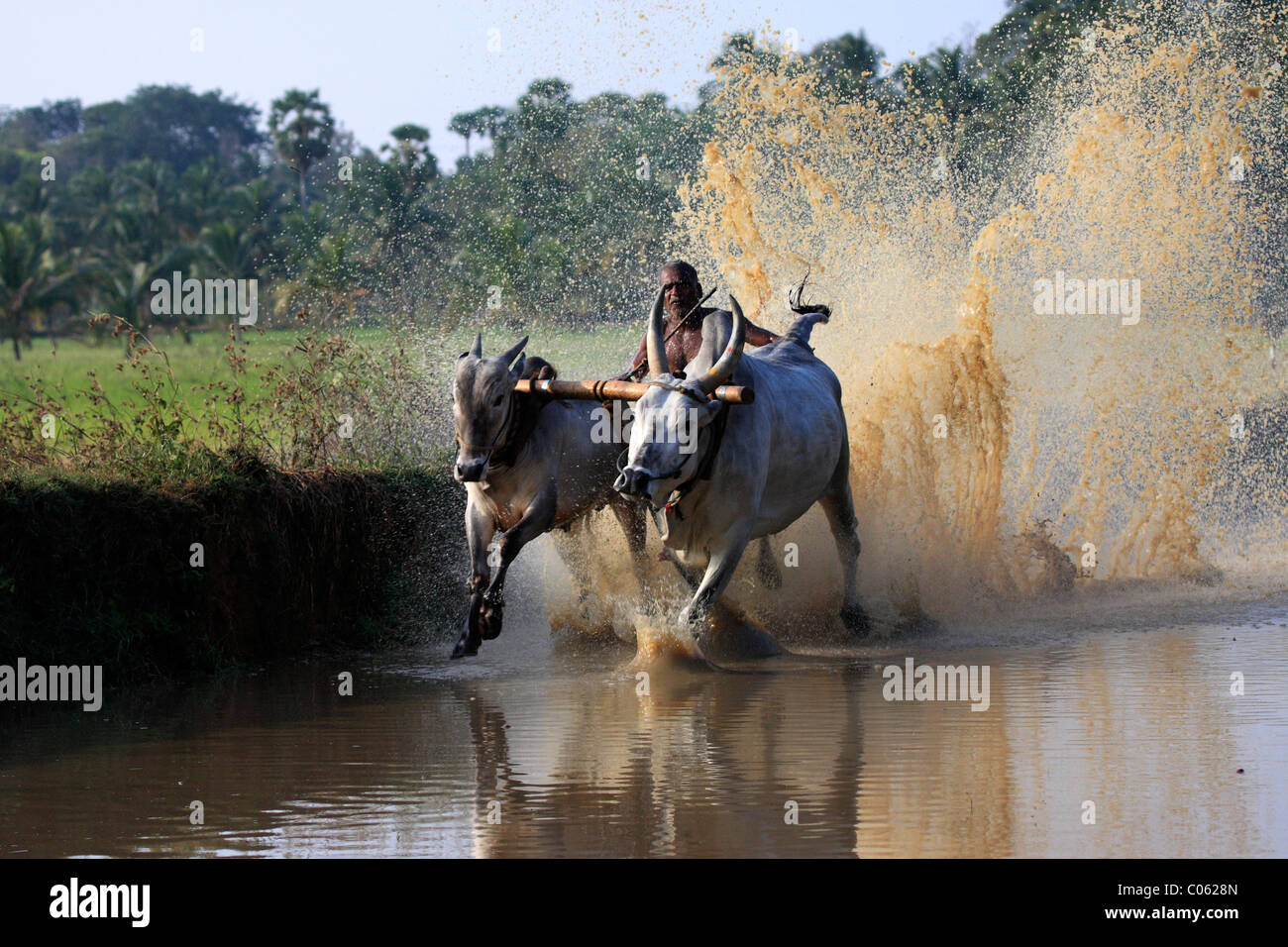 maramadi or cattle race in palakad,kerala,India Stock Photo - Alamy