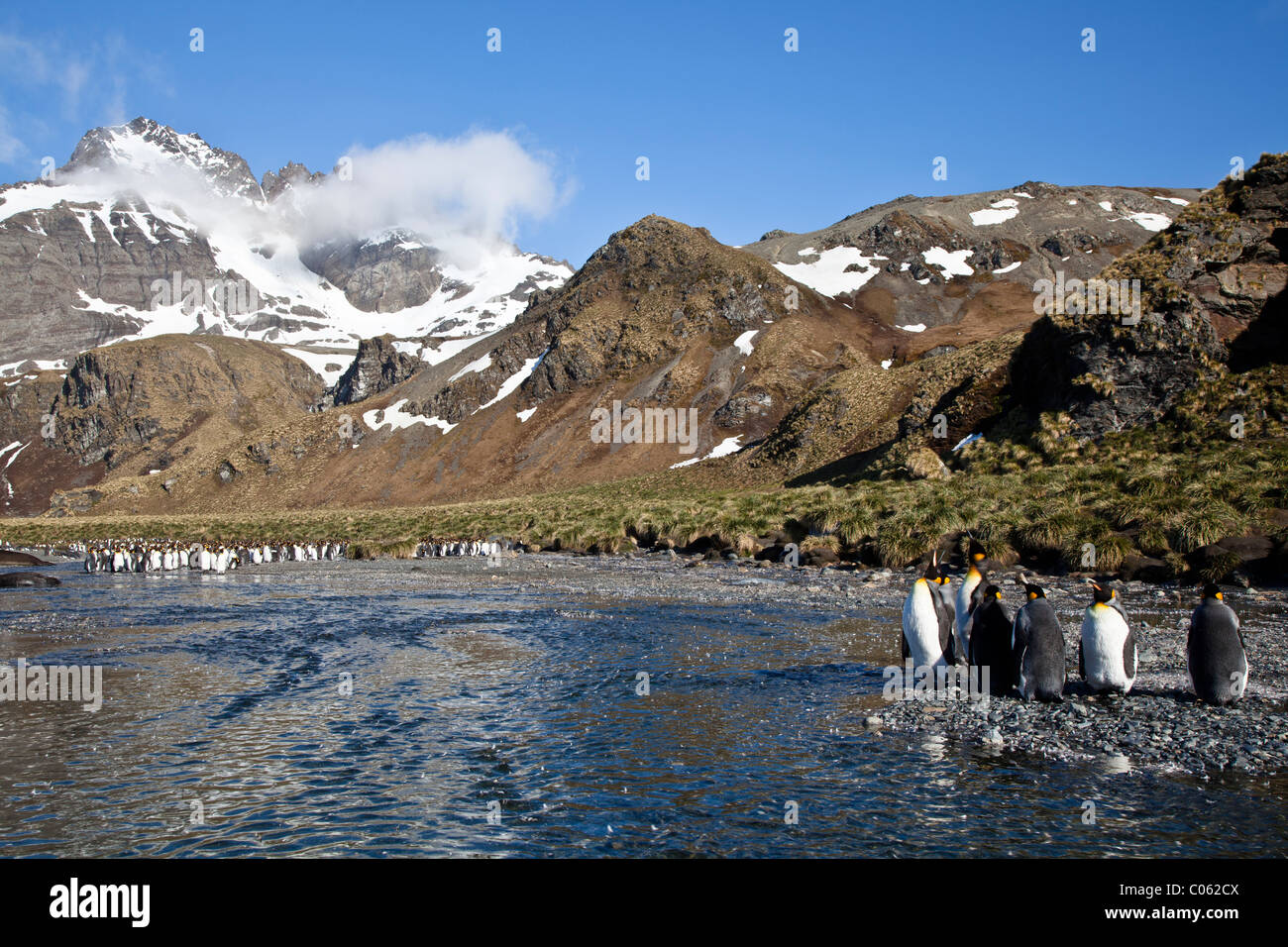 Gold harbour south georgia king penguins hi-res stock photography and ...