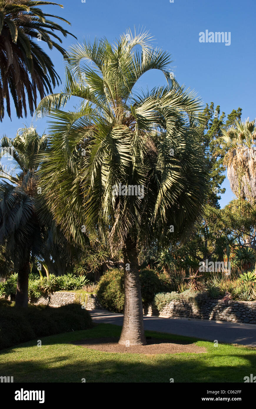 Butia Capitata High Resolution Stock Photography and Images - Alamy