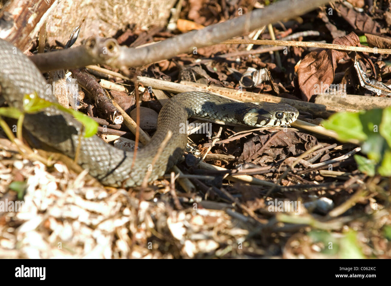 Grass snake (Natrix natrix Stock Photo - Alamy