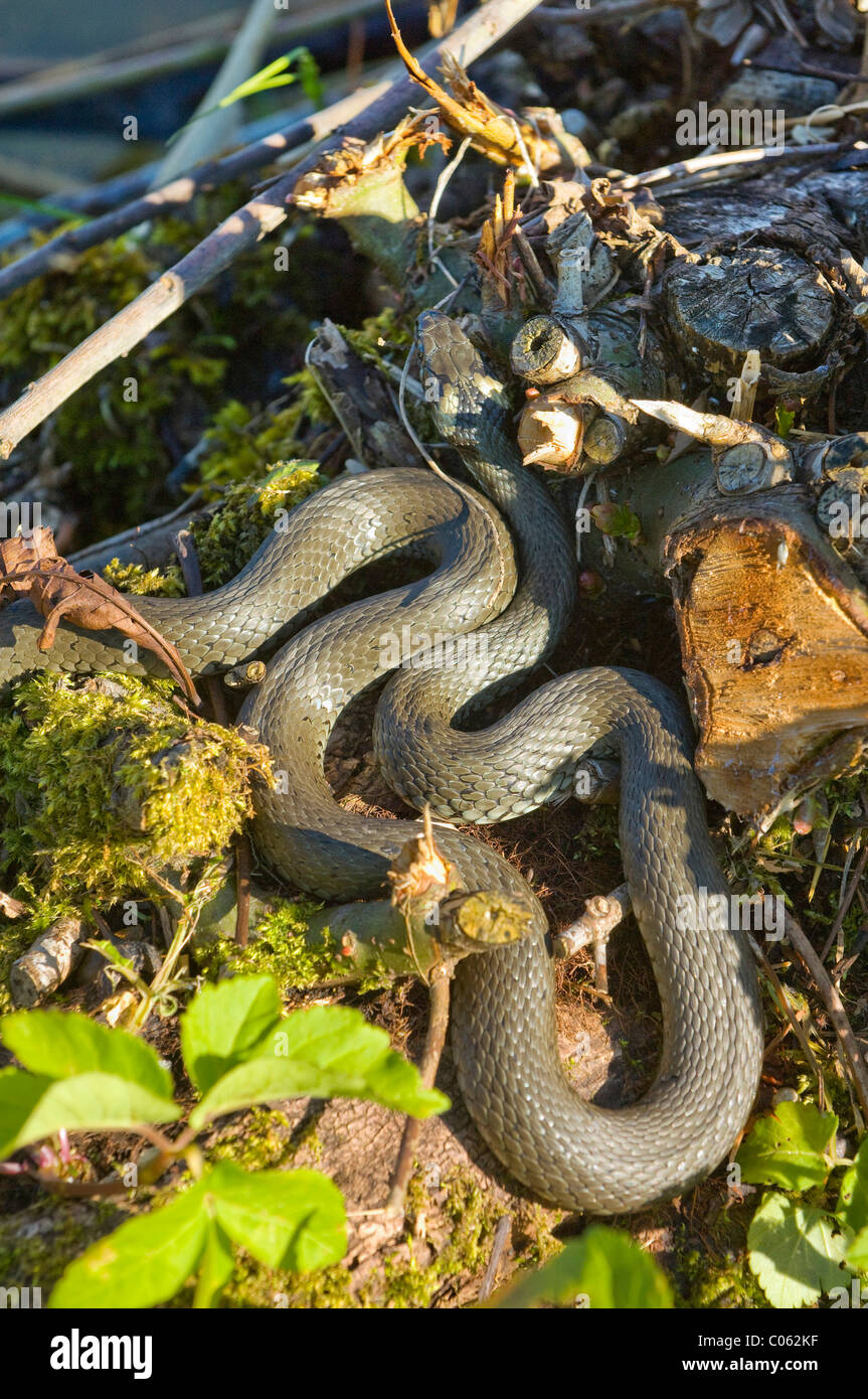 Grass snake (Natrix natrix Stock Photo - Alamy
