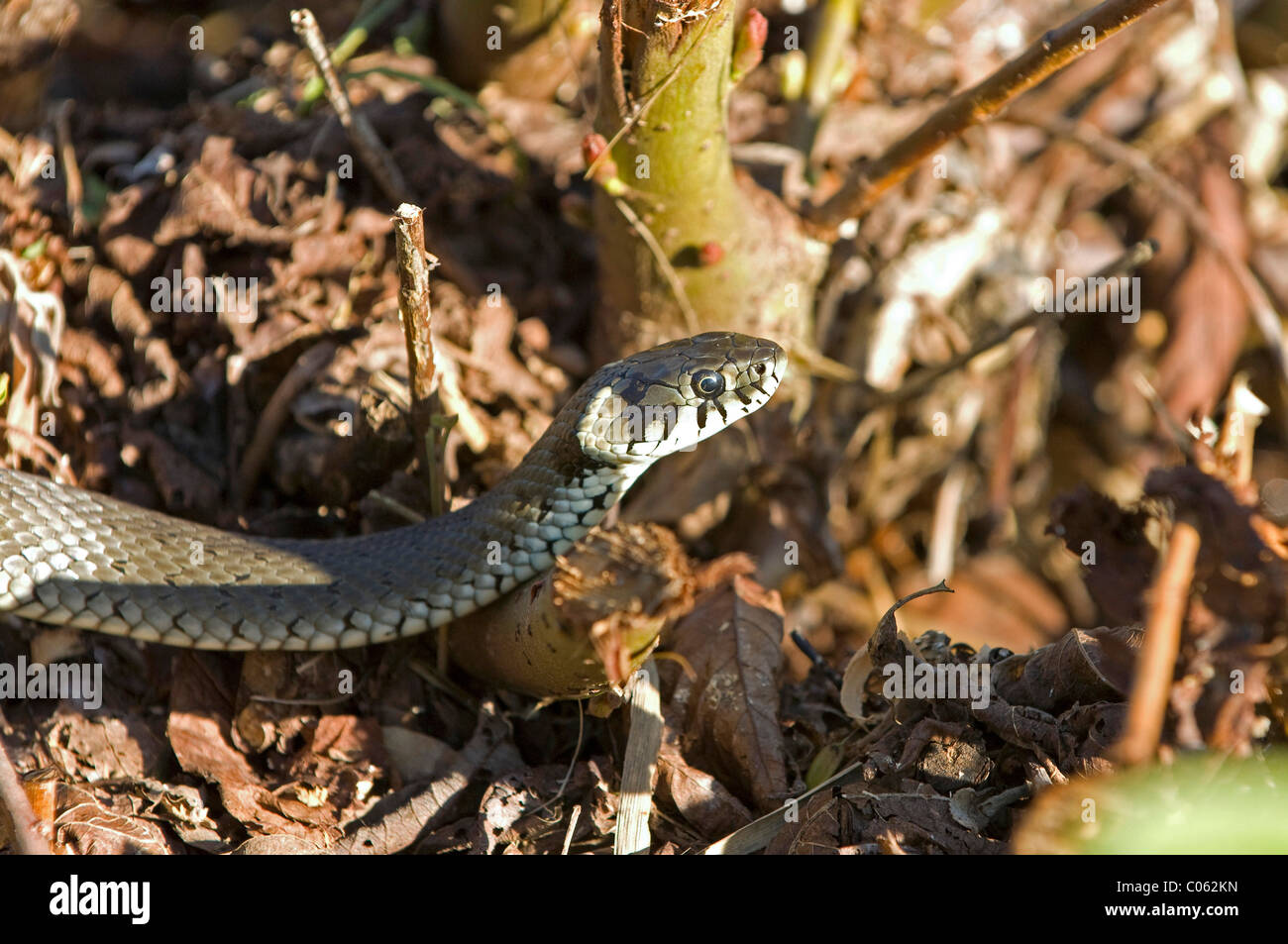Grass snake (Natrix natrix Stock Photo - Alamy
