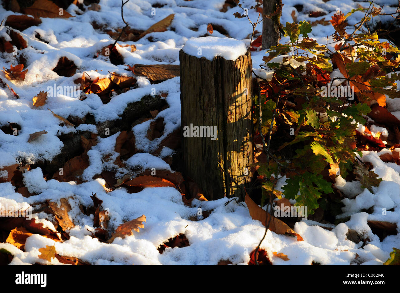 Golden sunlight on snow hi-res stock photography and images - Alamy