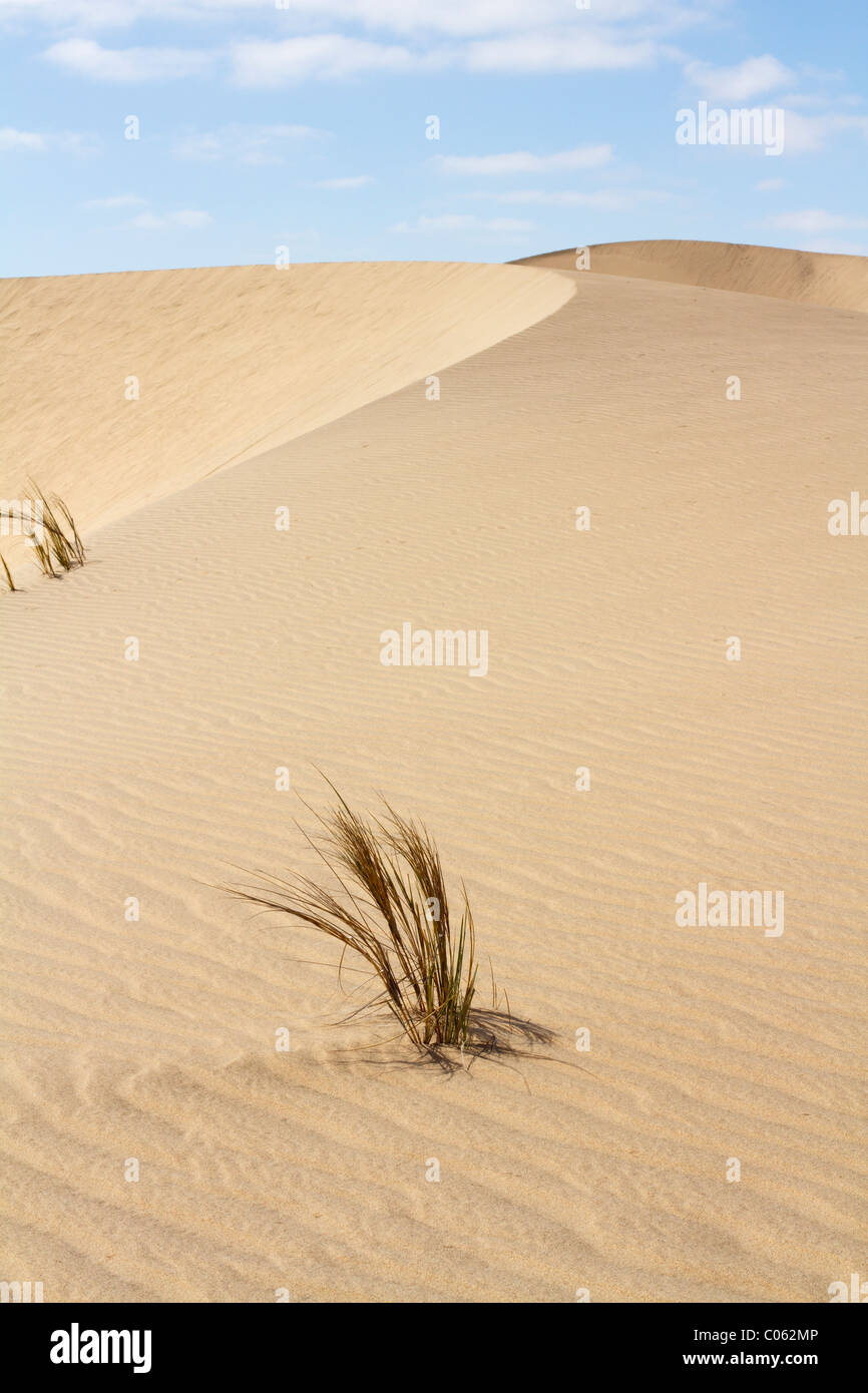 Desert sand dune with a tuft of grass and a blue sky Stock Photo - Alamy