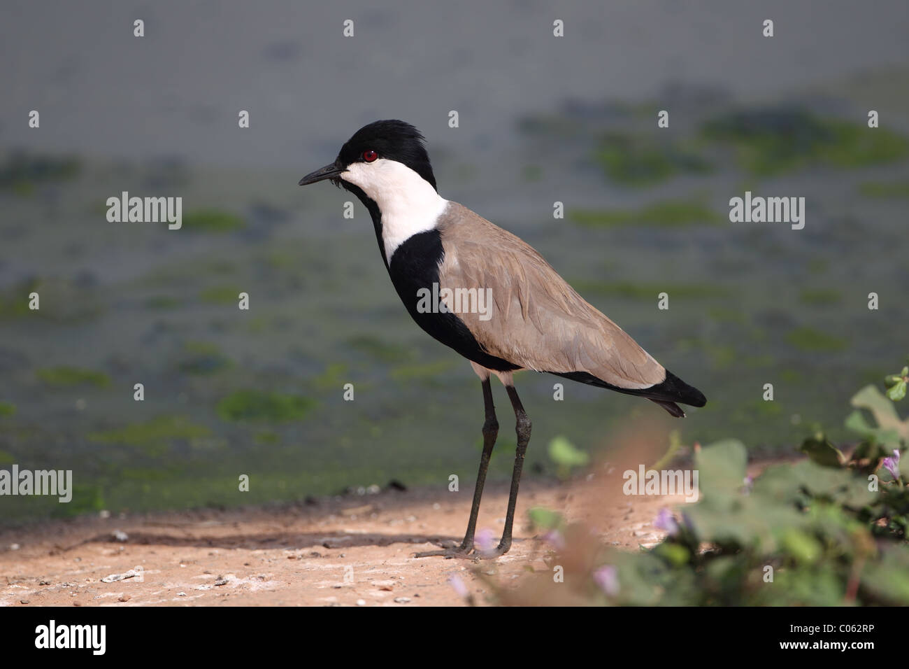 Spur-winged Lapwing (Vanellus spinosus Stock Photo - Alamy