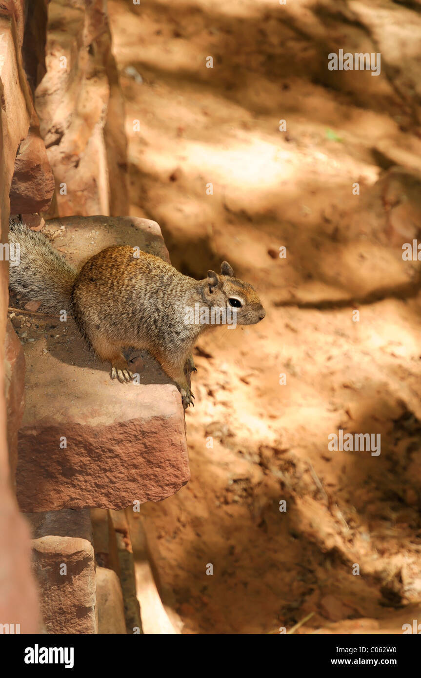 Male Squirrel High Resolution Stock Photography and Images - Alamy