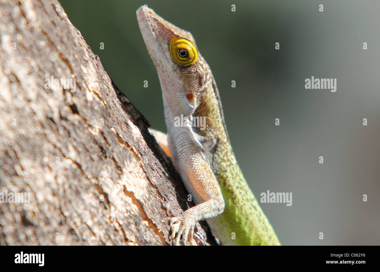 Trunk anole hi-res stock photography and images - Alamy