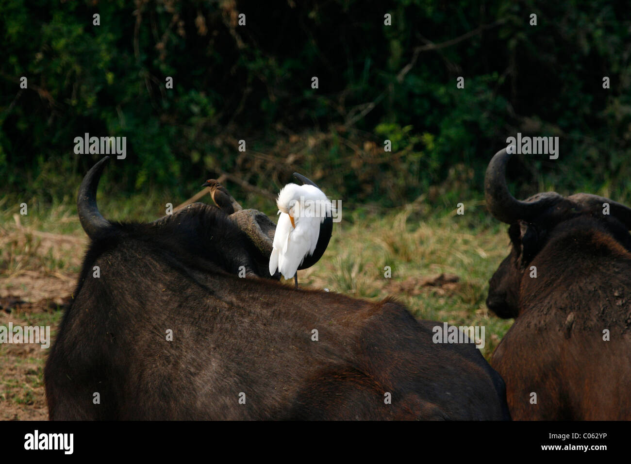 Cape bull buffalo and cattle egret, Kazinga Channel in Queen Elizabeth ...