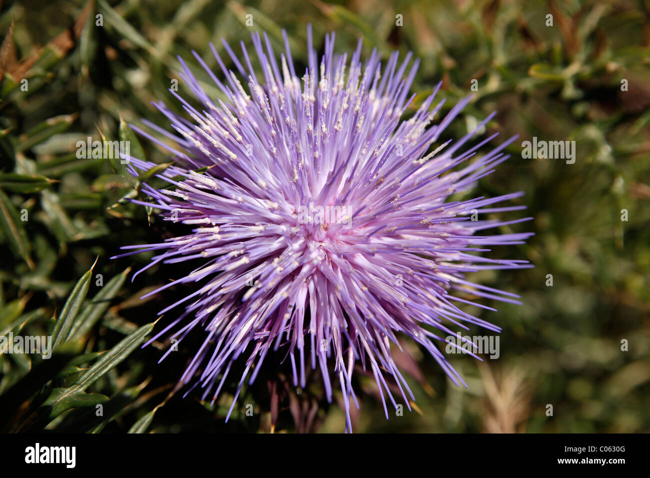 Purple thistle flower, Algarve, Portugal, Europe Stock Photo - Alamy
