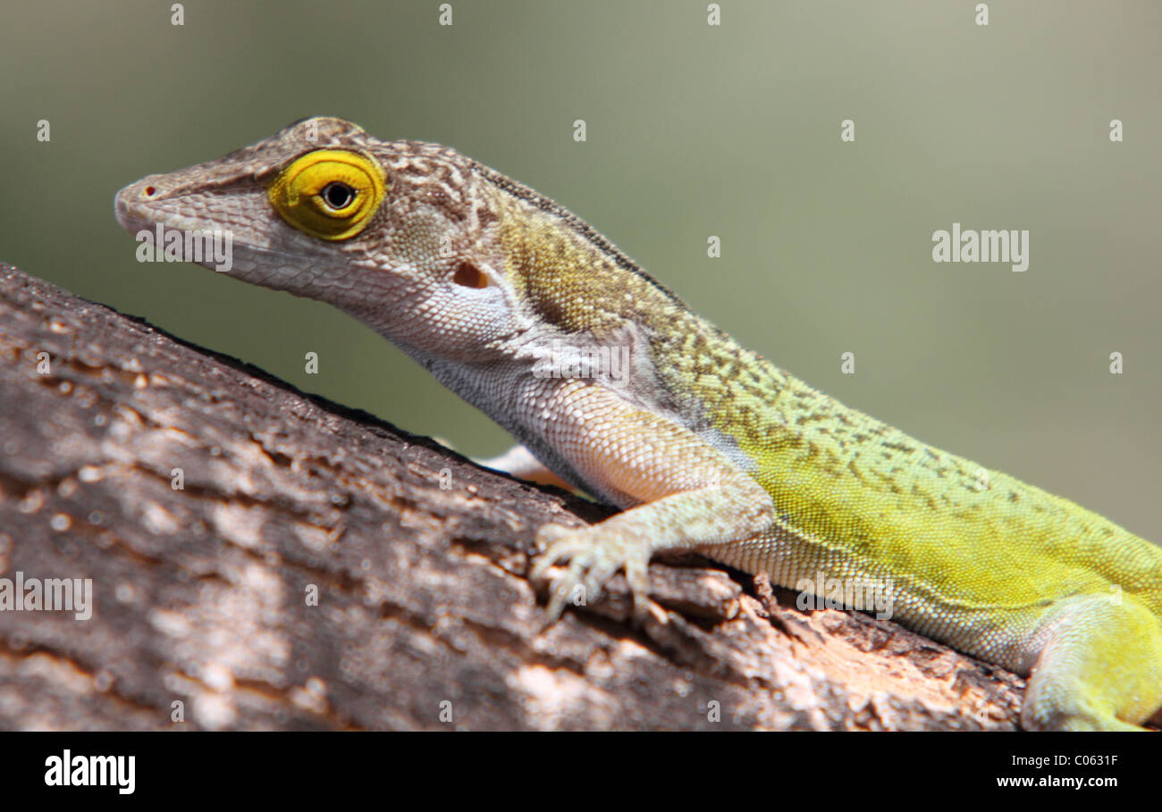 Antigua lizard hi-res stock photography and images - Alamy
