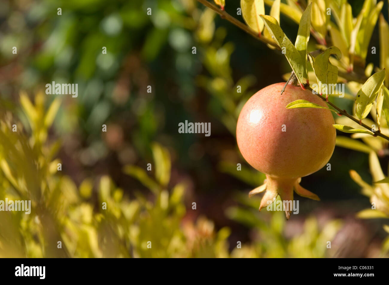 Pomegranate hanging from tree hi-res stock photography and images - Alamy