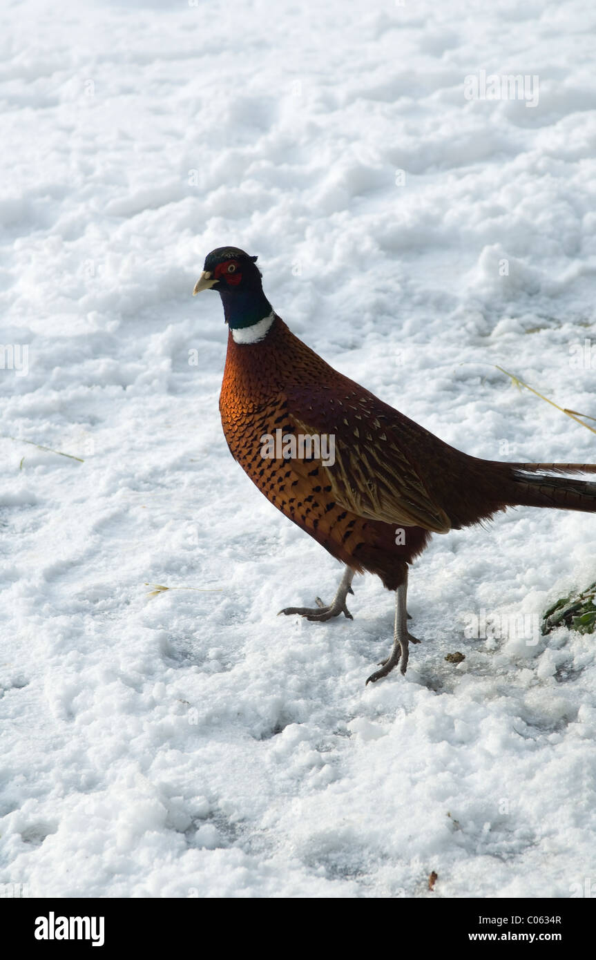 Male cock pheasant in snow Stock Photo - Alamy