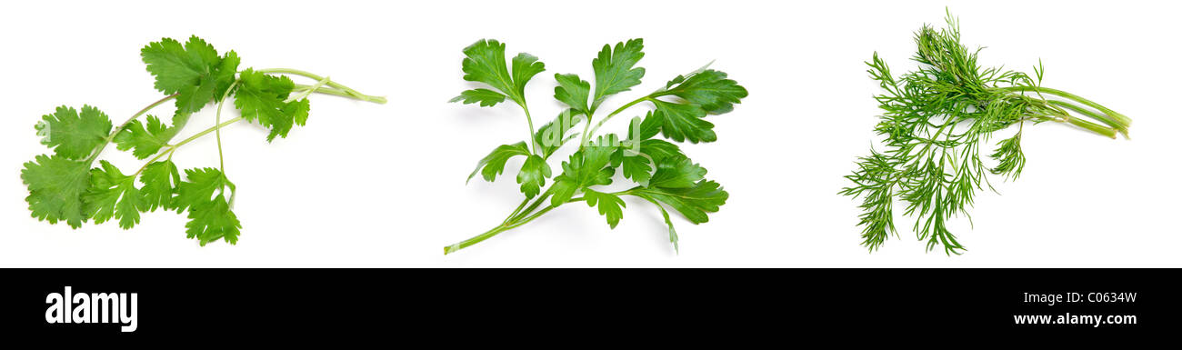 dill, parsley, cilantro on a white background Stock Photo - Alamy