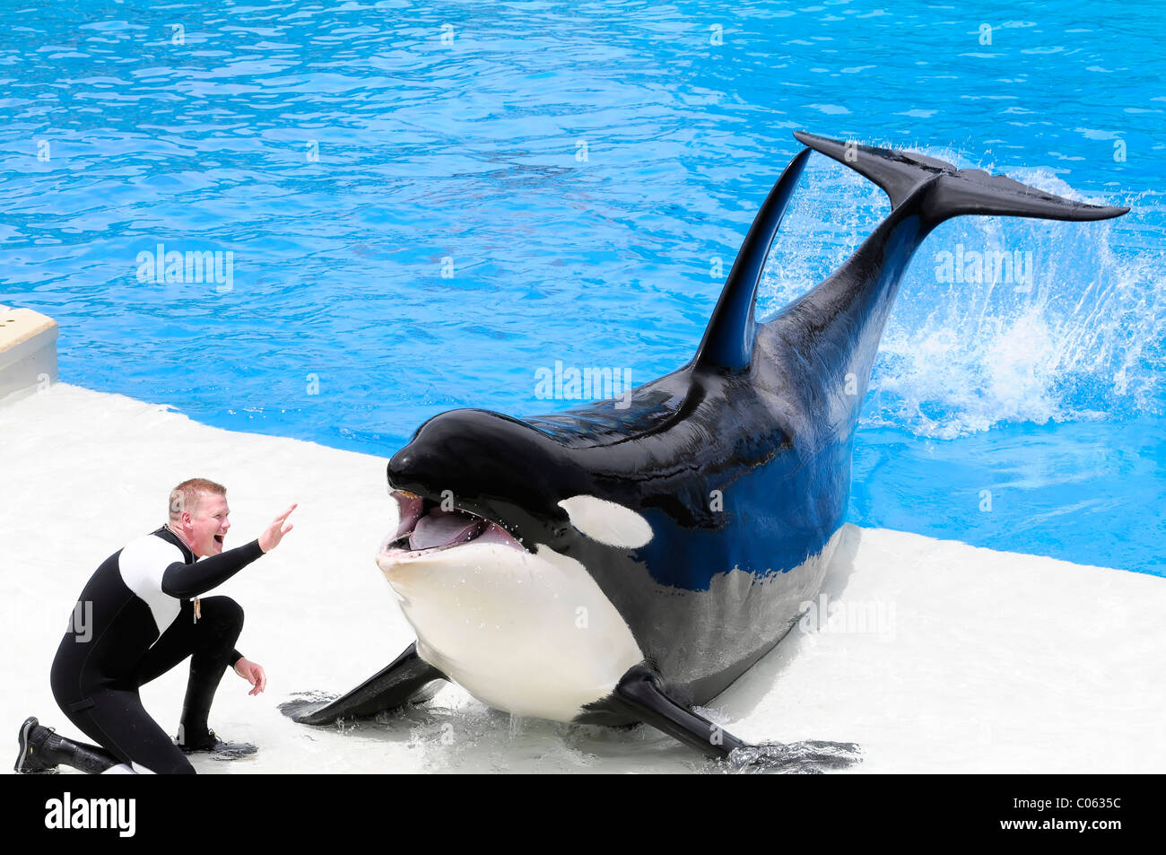Trained Orca or Killer Whale (Orcinus orca), Shamu Stadium, SeaWorld ...
