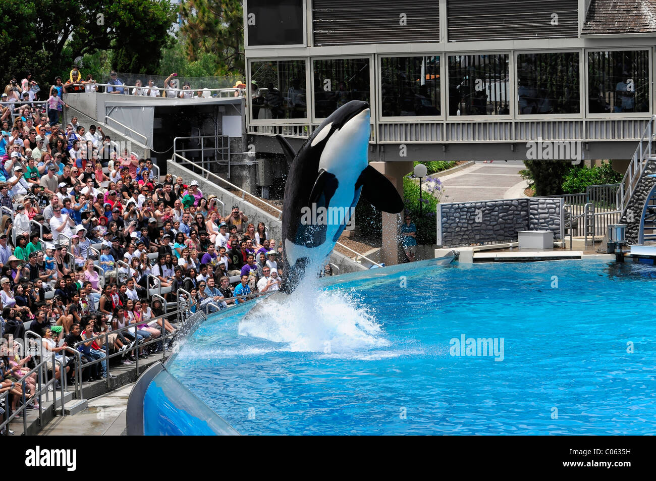 Trained Orca or Killer Whale (Orcinus orca), Shamu Stadium, SeaWorld ...