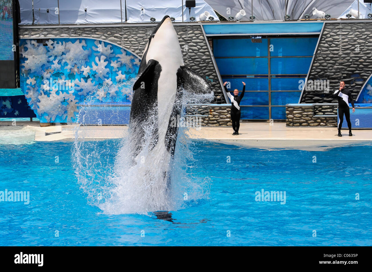 Trained Orca or Killer Whale (Orcinus orca), Shamu Stadium, SeaWorld ...