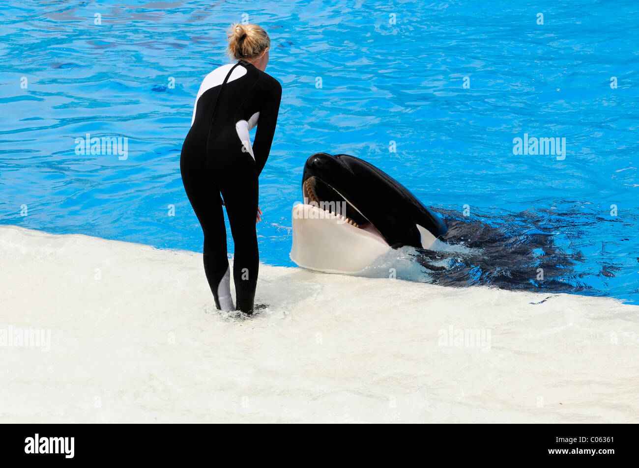 Trained Orca or Killer Whale (Orcinus orca), Shamu Stadium, SeaWorld ...