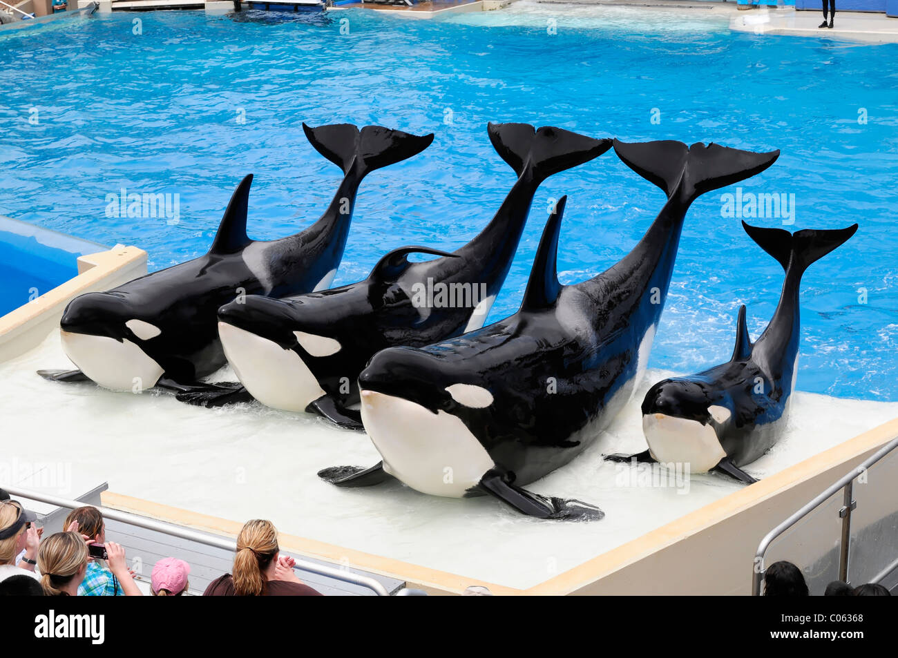 Seaworld Shamu