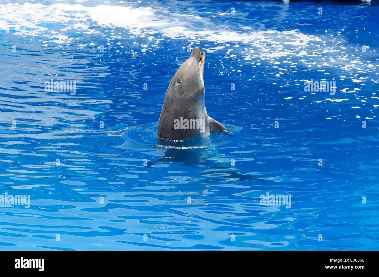 Dolphin Stadium, SeaWorld, San Diego, California, USA Stock Photo - Alamy