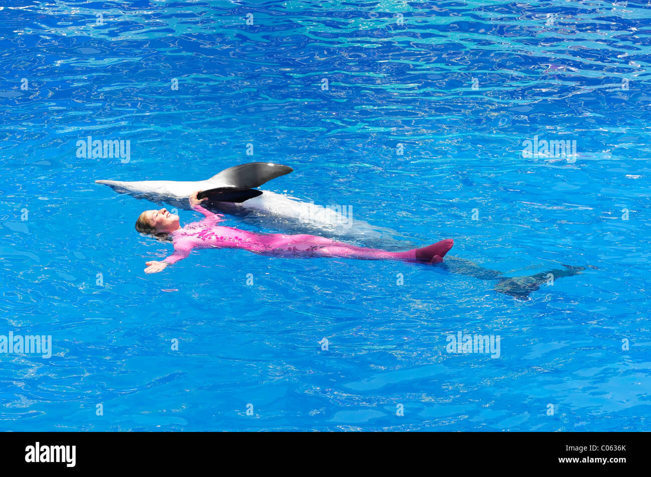 Dolphin Stadium, SeaWorld, San Diego, California, USA Stock Photo - Alamy