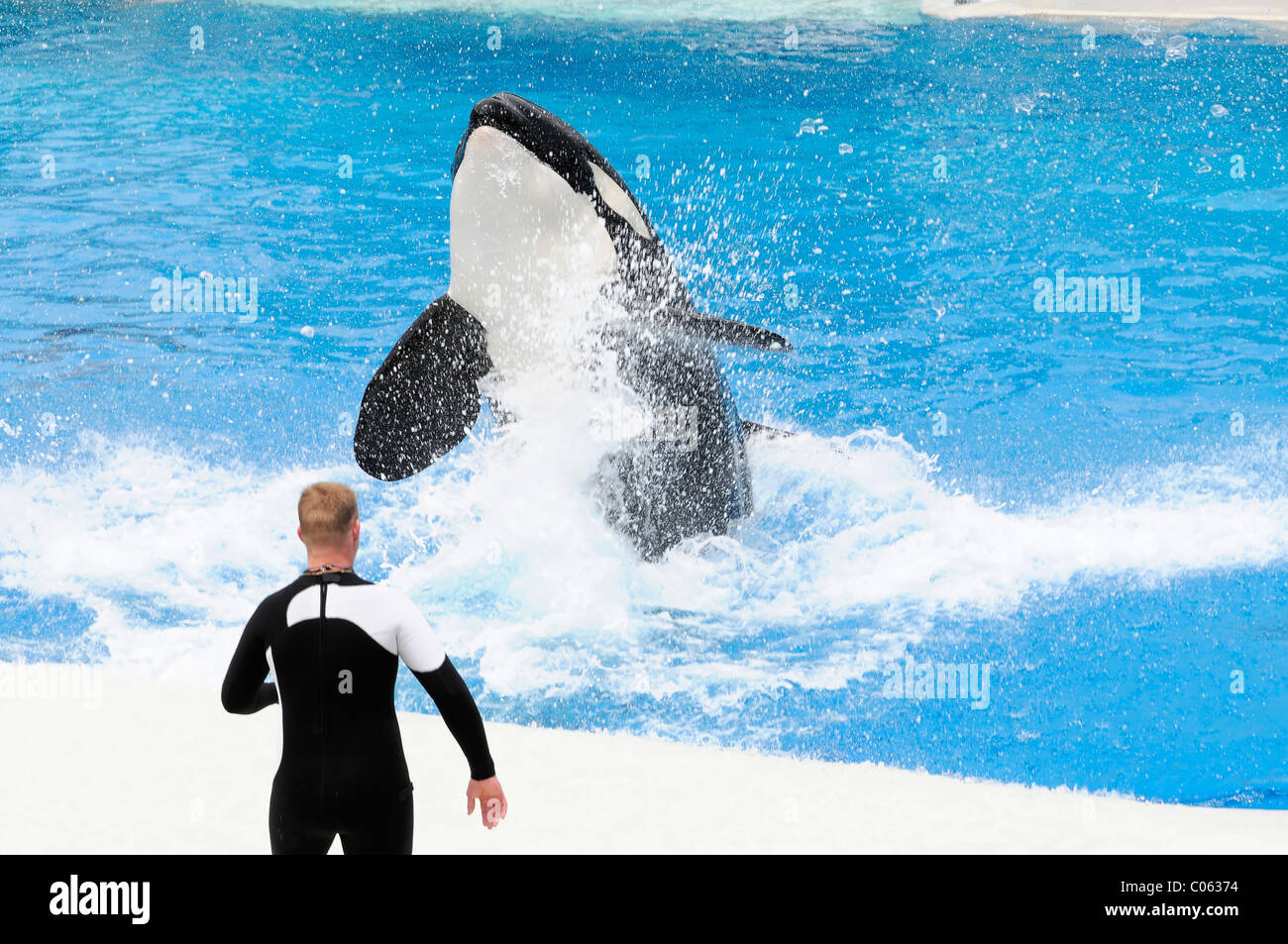 Trained Orca or Killer Whale (Orcinus orca), Shamu Stadium, SeaWorld ...