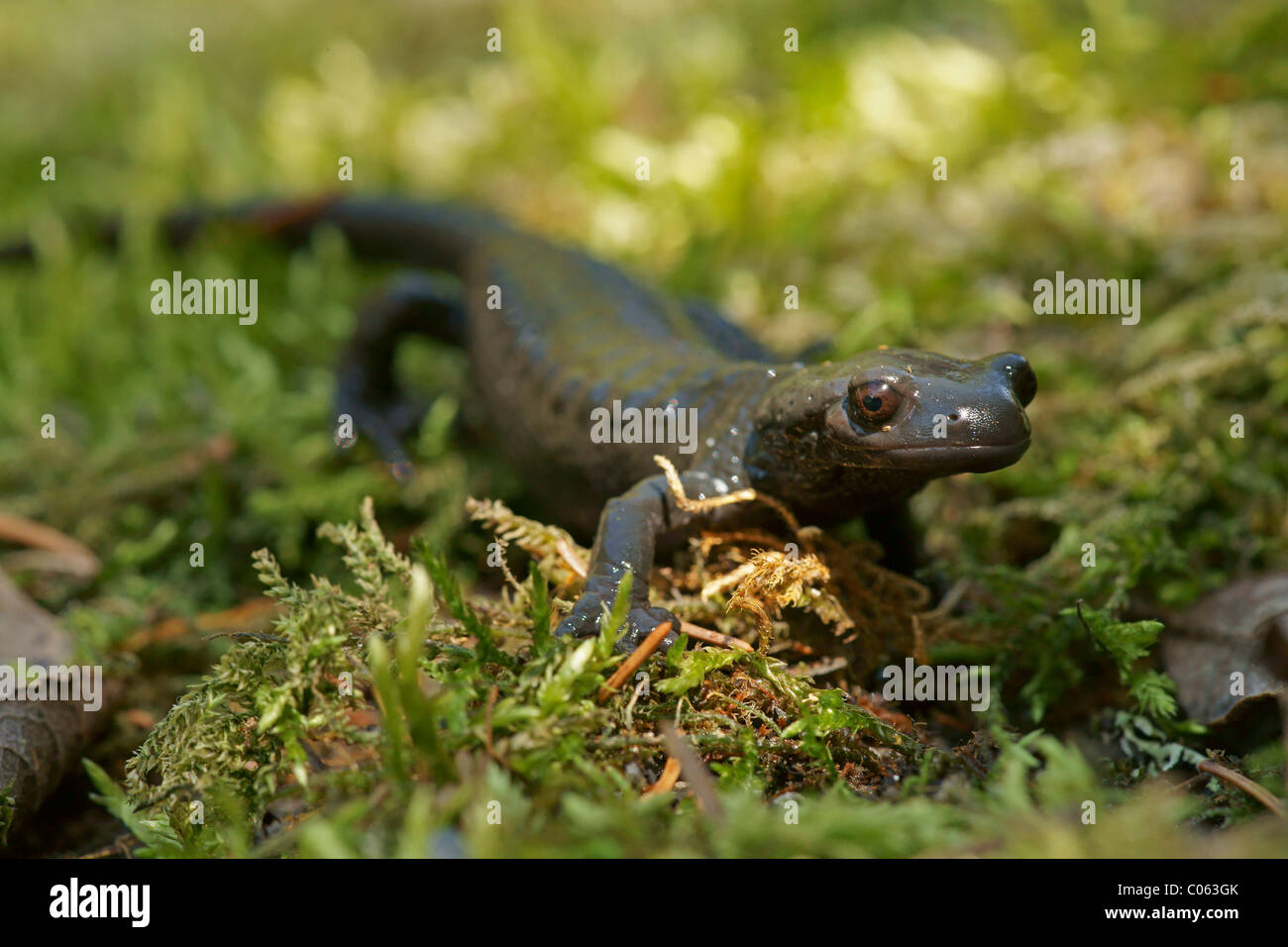 Alpine salamander (Salamandra atra Stock Photo - Alamy