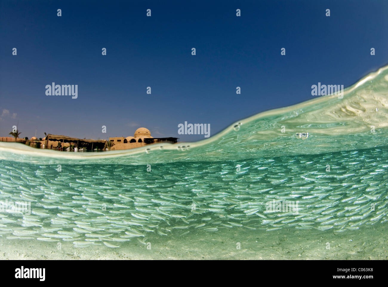 Shoal of small glass fish in shallow water near the shore, Shagra ...